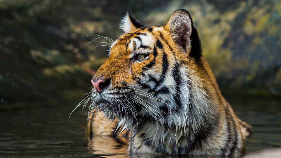 Beauty With A Purpose - Lesego Chombo - Miss World 2023 Botswana