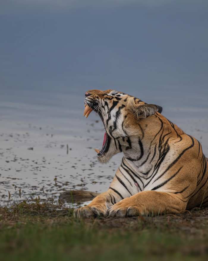Tadoba Andhari Tiger Reserve - Sonia Ait Mansour - Miss World 2023 Morocco