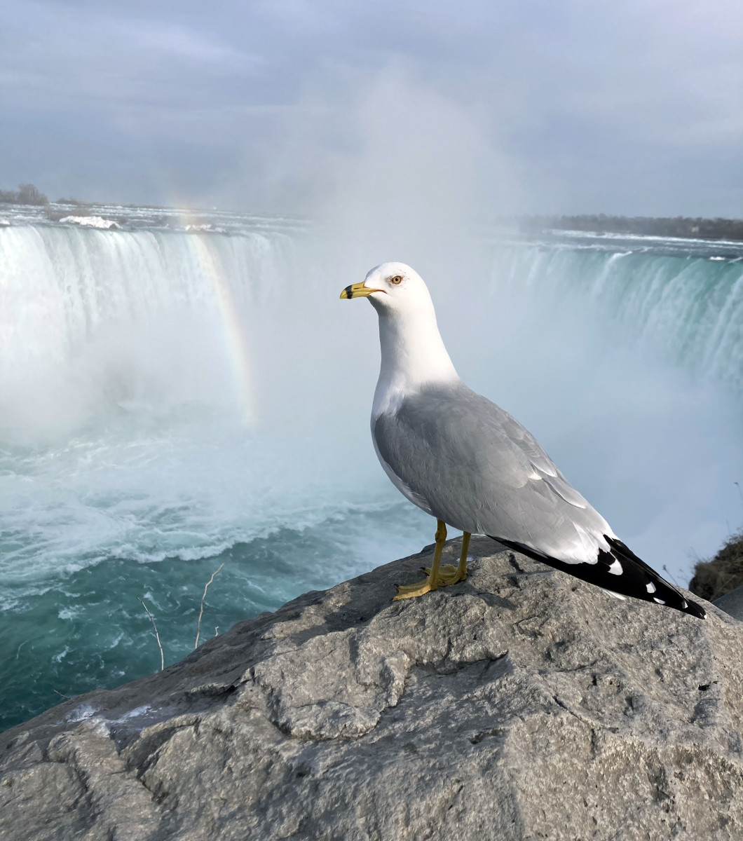 Beauty with a Purpose Through Her Eyes - Miss World Canada