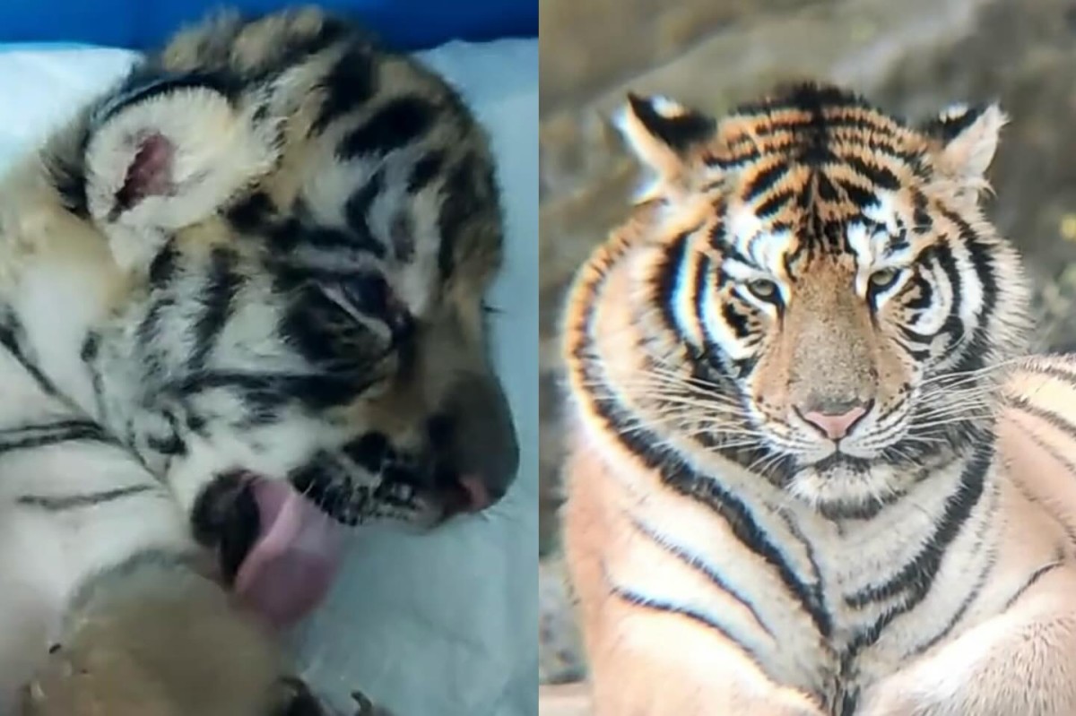 White Tigers In Love