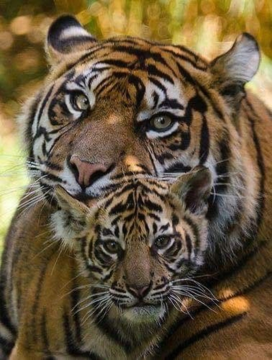 Rebecca Arnone - Save the tiger! - Rebecca Arnone - Miss World 2023 Italy