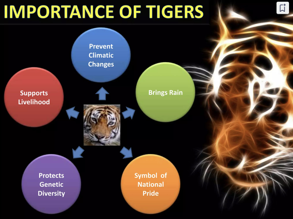 Rebecca Arnone - Save the tiger! - Rebecca Arnone - Miss World 2023 Italy