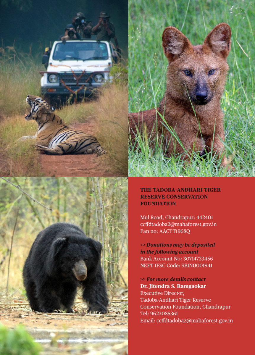 Rebecca Arnone - Save the tiger! - Rebecca Arnone - Miss World 2023 Italy